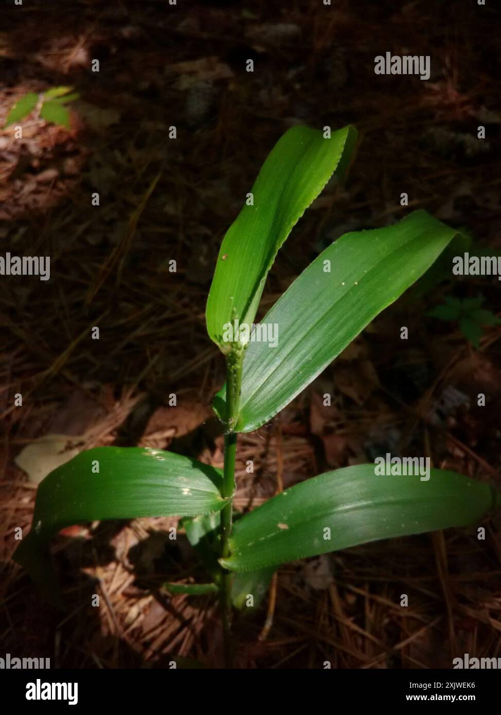 monocots (Liliopsida) Plantae Stock Photo - Alamy