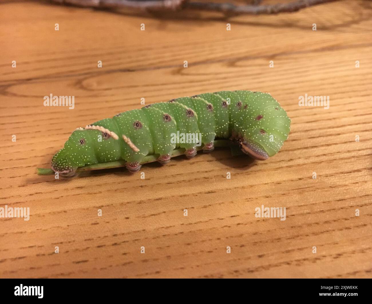 Modest Sphinx (Pachysphinx modesta) Insecta Stock Photo - Alamy