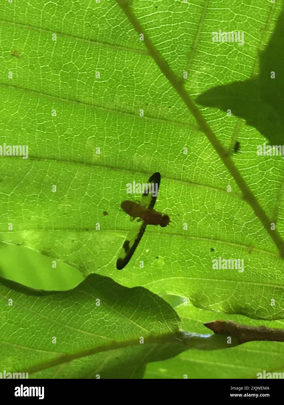 Antlered Flutter Fly (Toxonevra superba) Insecta Stock Photo - Alamy