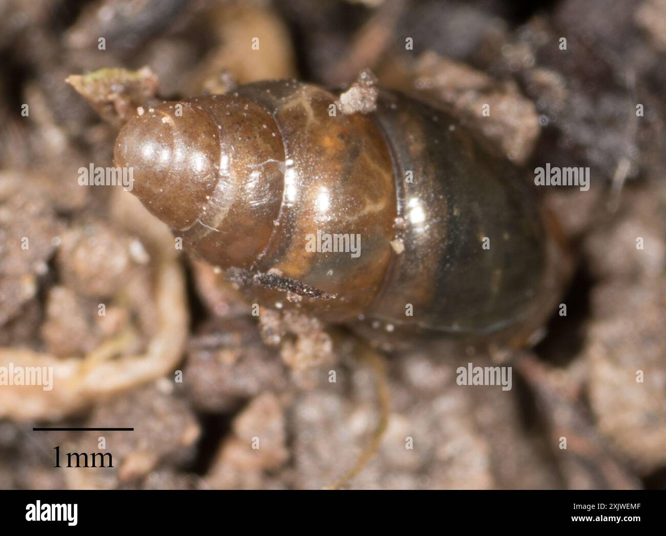 Glossy Pillar (Cochlicopa lubrica) Mollusca Stock Photo - Alamy
