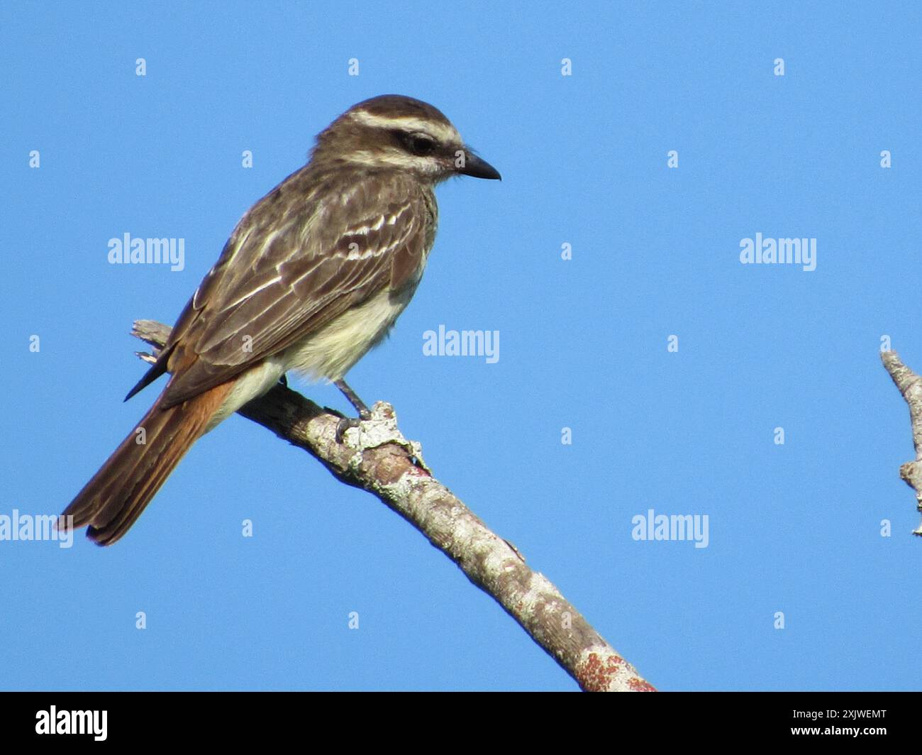 Variegated flycatcher hi-res stock photography and images - Alamy