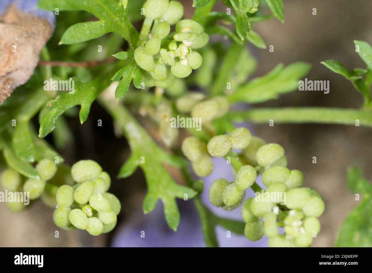 Lesser swine-cress (Lepidium didymum) Plantae Stock Photo - Alamy