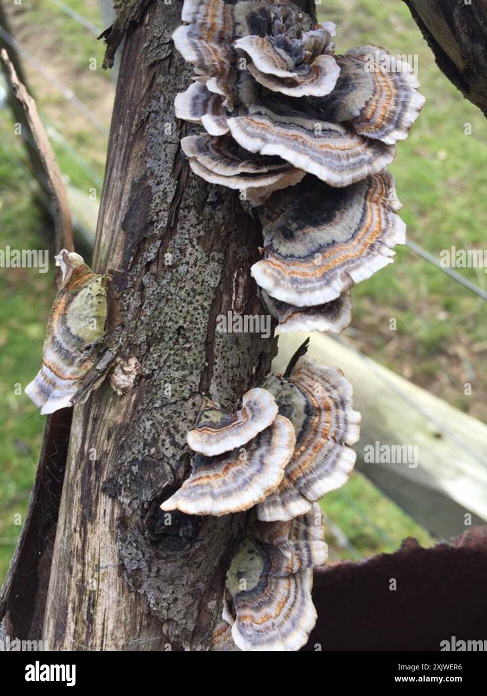 turkey-tail (Trametes versicolor) Fungi Stock Photo - Alamy