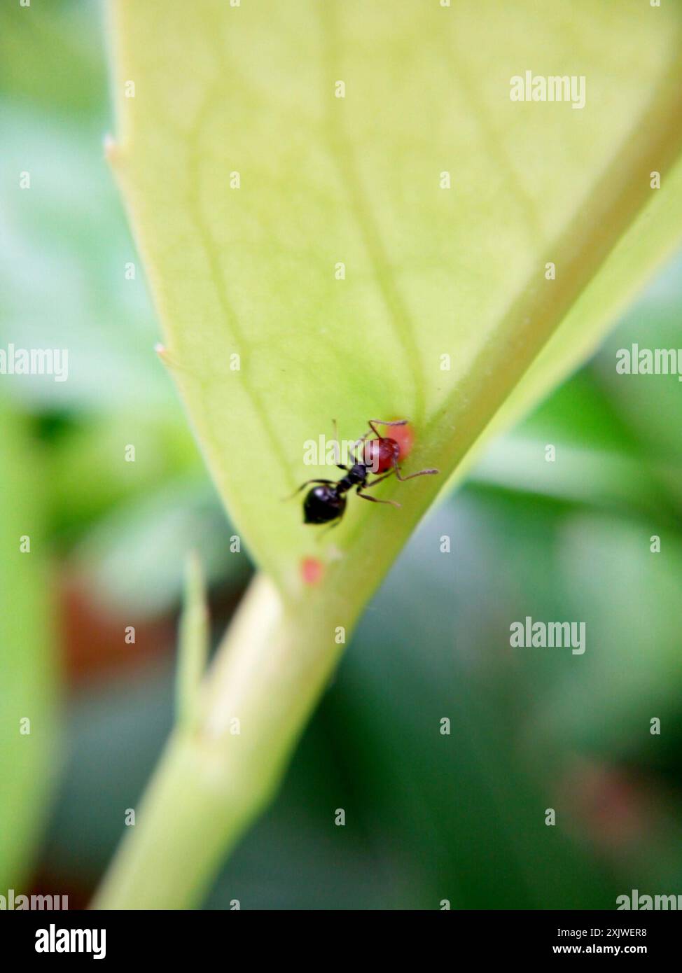 Mediterranean Acrobat Ant (Crematogaster scutellaris) Insecta Stock ...