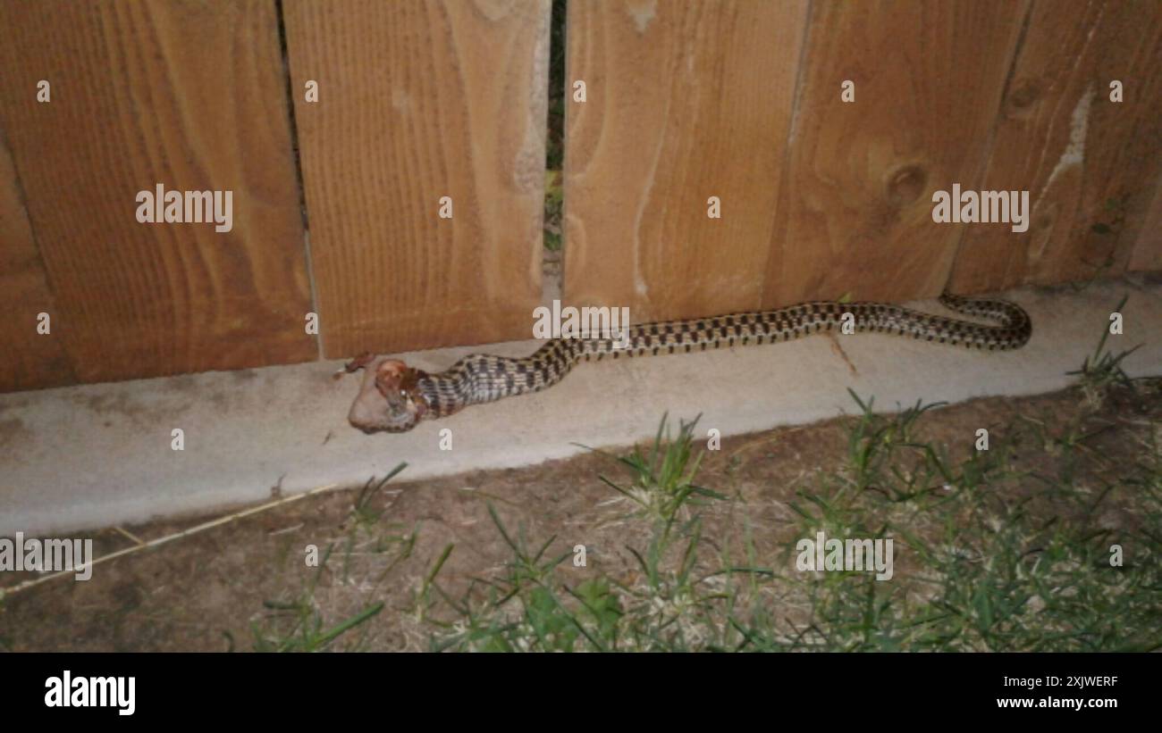 Checkered Garter Snake (Thamnophis marcianus) Reptilia Stock Photo - Alamy