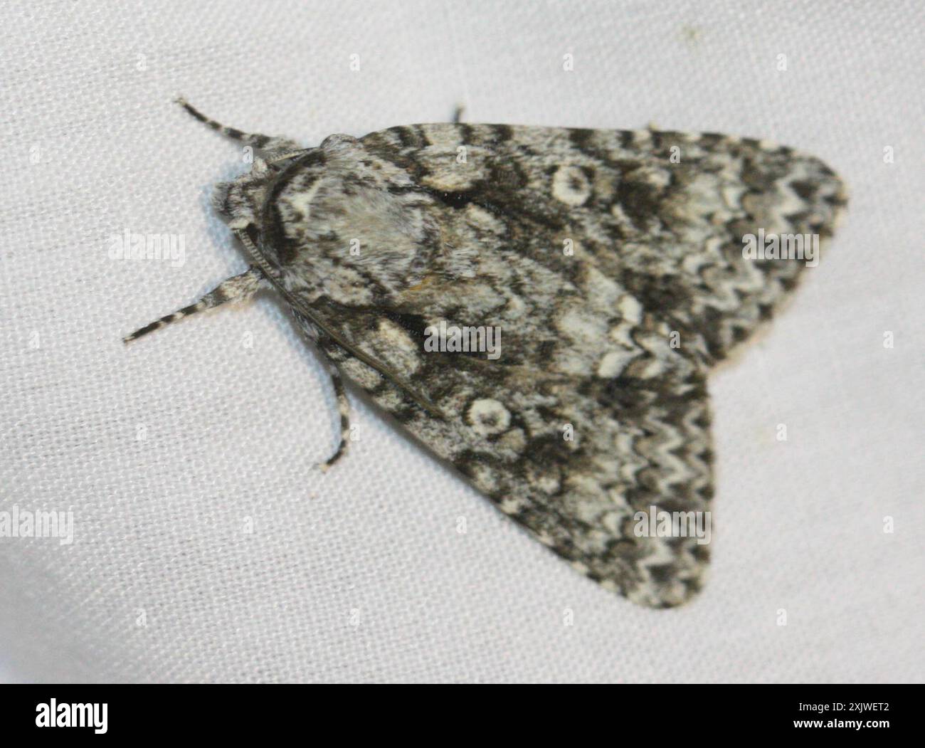 Marbled Oak Dagger (Acronicta marmorata) Insecta Stock Photo - Alamy