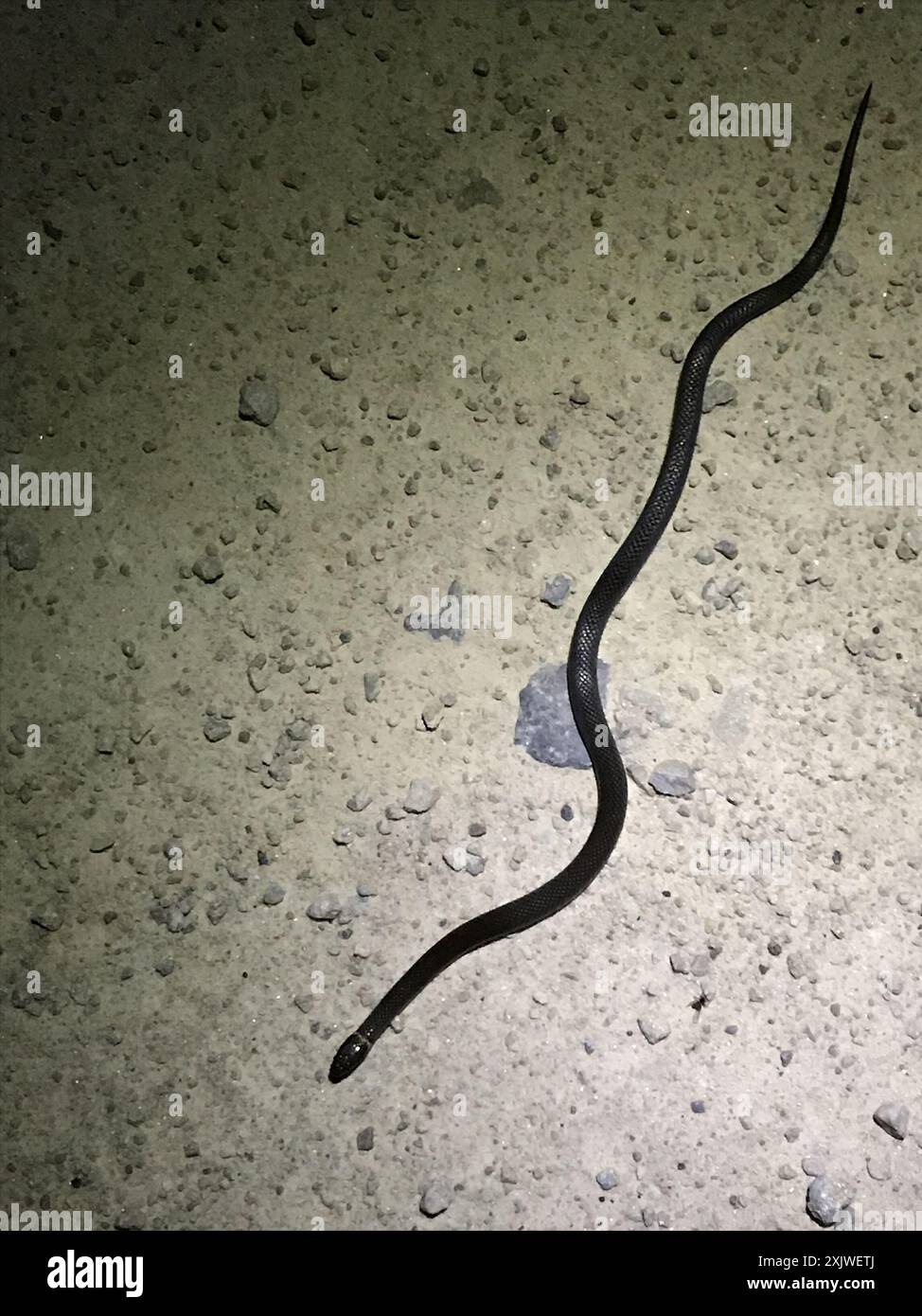 ring-necked snake (Diadophis punctatus) Reptilia Stock Photo - Alamy