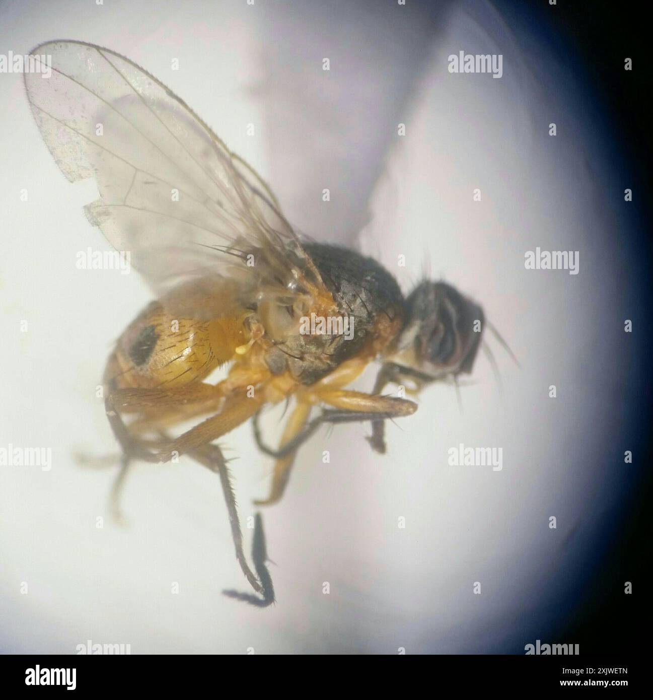 Bermudagrass Stem Maggot (Atherigona reversura) Insecta Stock Photo - Alamy