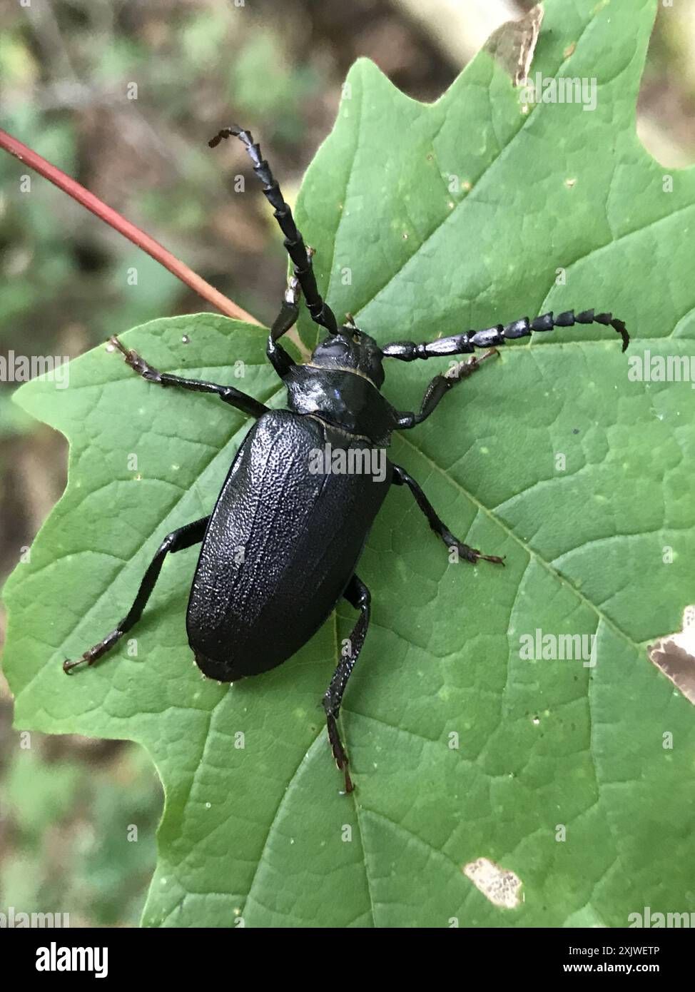 Broad-necked Root Borer (Prionus laticollis) Insecta Stock Photo - Alamy