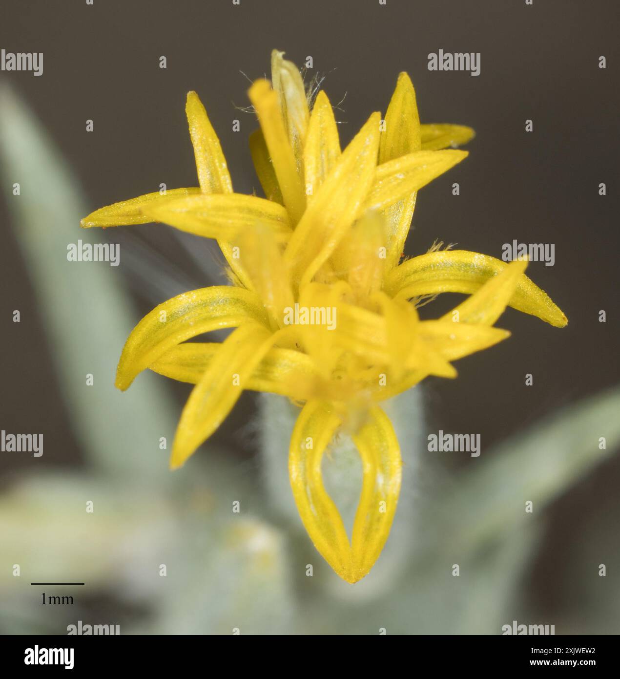 Spineless Horsebrush (Tetradymia canescens) Plantae Stock Photo - Alamy