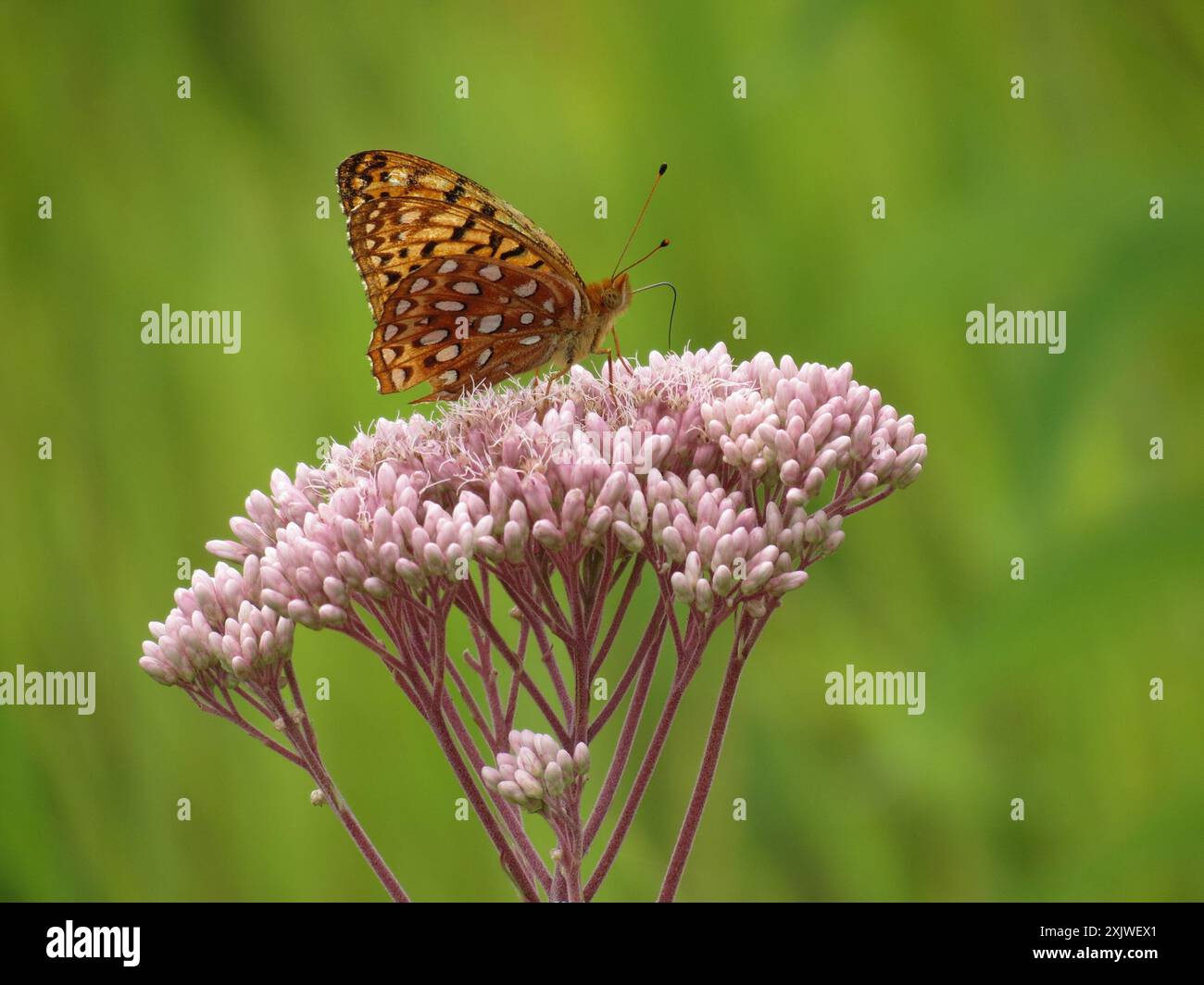 Aphrodite Fritillary (Argynnis aphrodite) Insecta Stock Photo - Alamy
