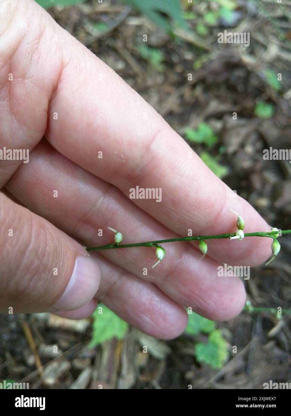 American jumpseed (Persicaria virginiana) Plantae Stock Photo - Alamy
