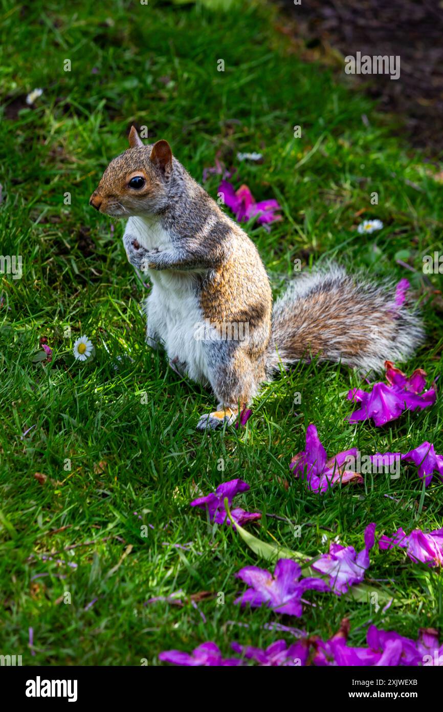A gray squirrel in an English park in Wolverhampton Stock Photo - Alamy