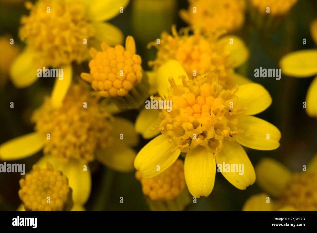 Multilobata hi-res stock photography and images - Alamy