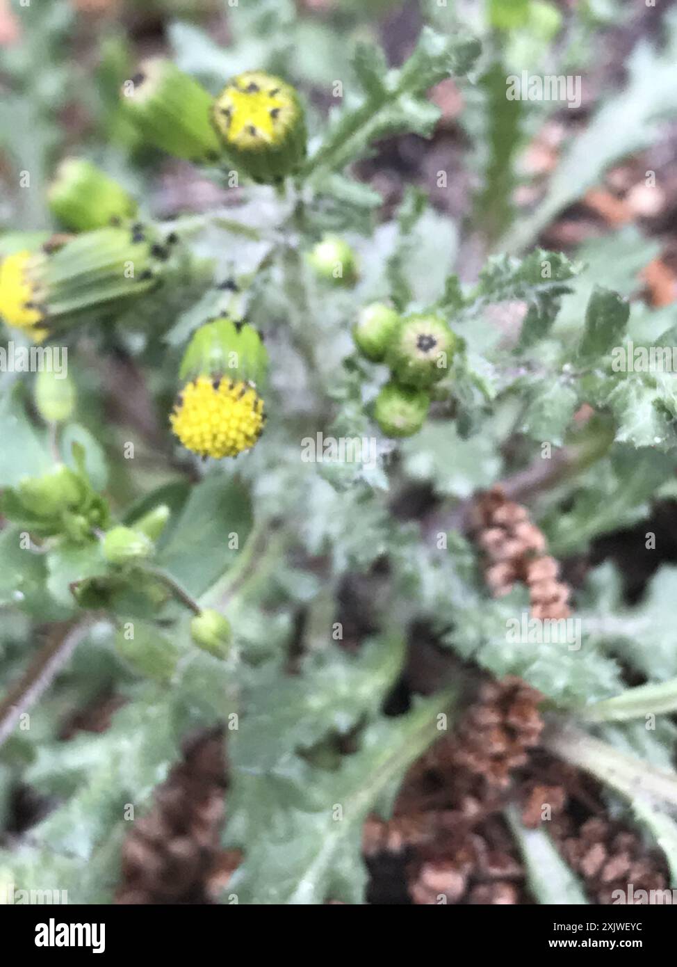 common groundsel (Senecio vulgaris) Plantae Stock Photo - Alamy