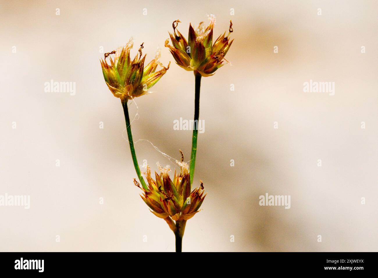 dagger rush (Juncus ensifolius) Plantae Stock Photo - Alamy
