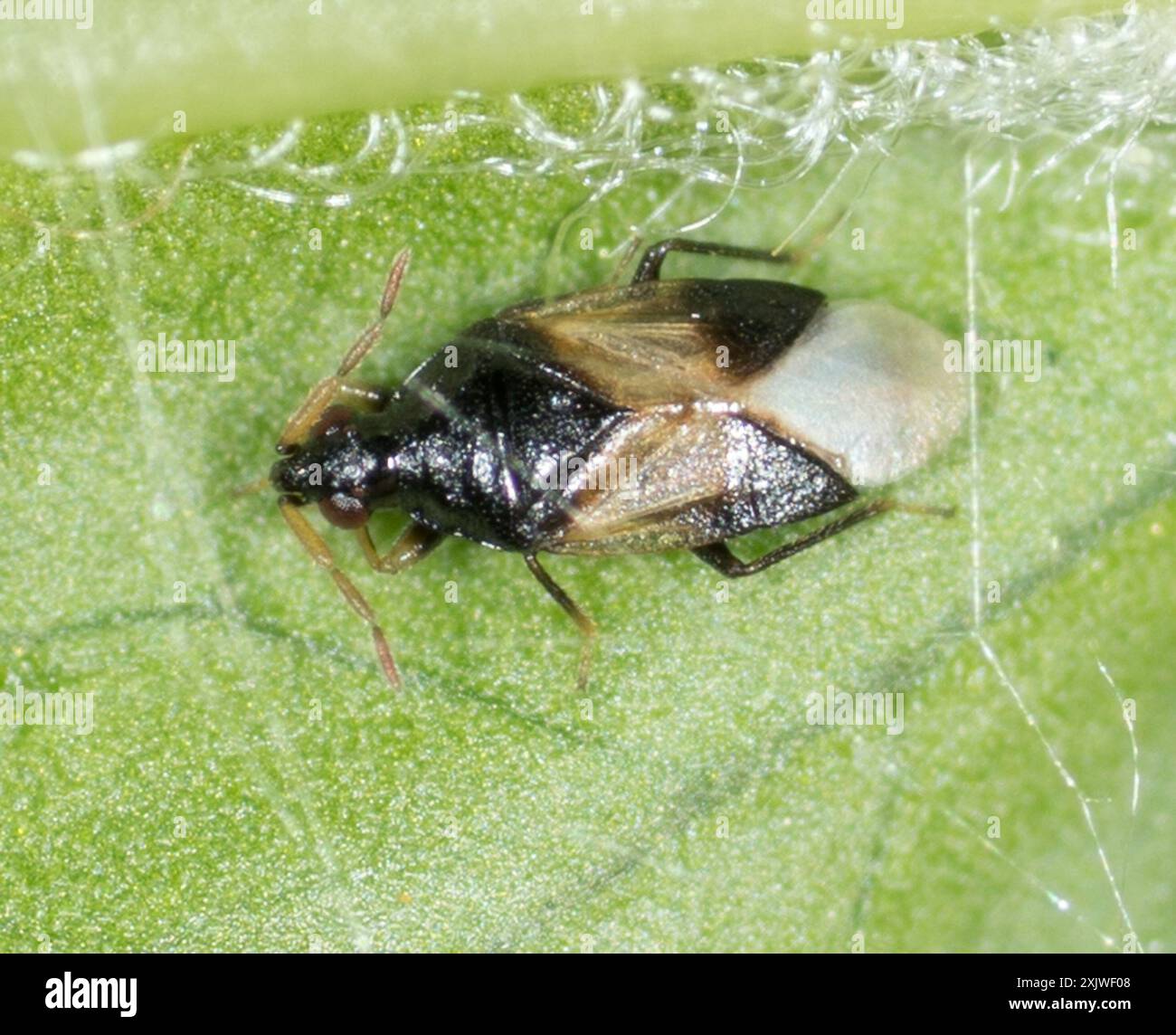 Minute pirate bugs (Anthocoridae) Insecta Stock Photo - Alamy