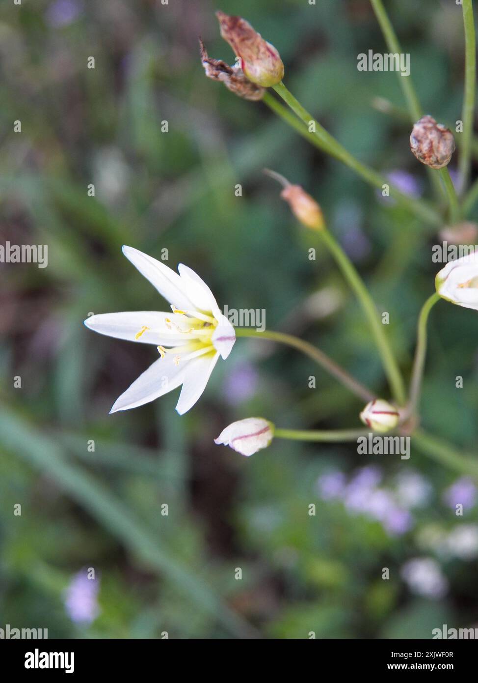 crowpoison (Nothoscordum bivalve) Plantae Stock Photo - Alamy