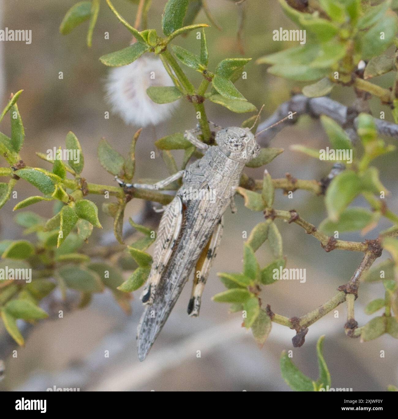 Desert Clicker Grasshopper (Ligurotettix coquilletti) Insecta Stock ...