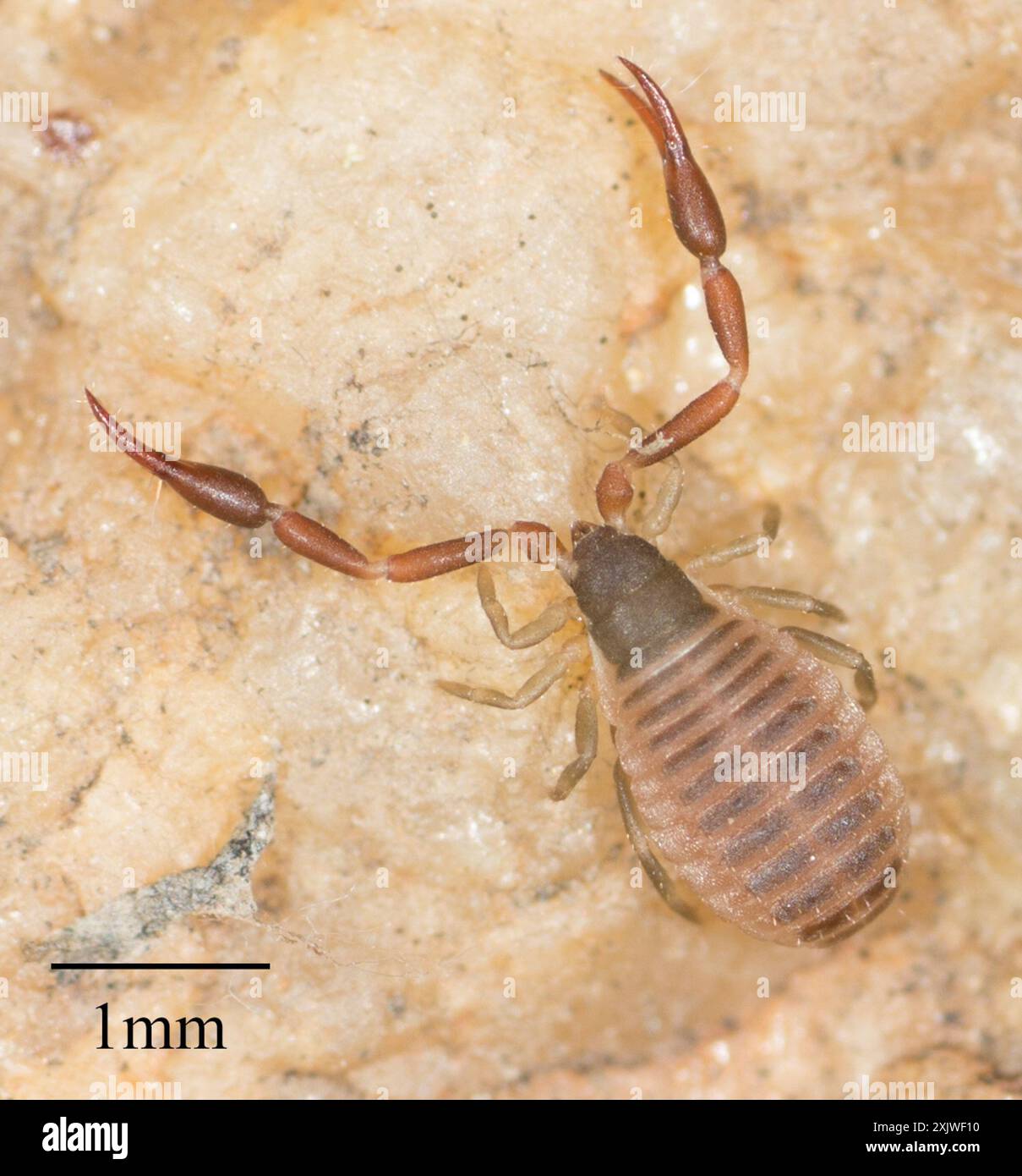 Pseudoscorpions (Pseudoscorpiones) Arachnida Stock Photo - Alamy