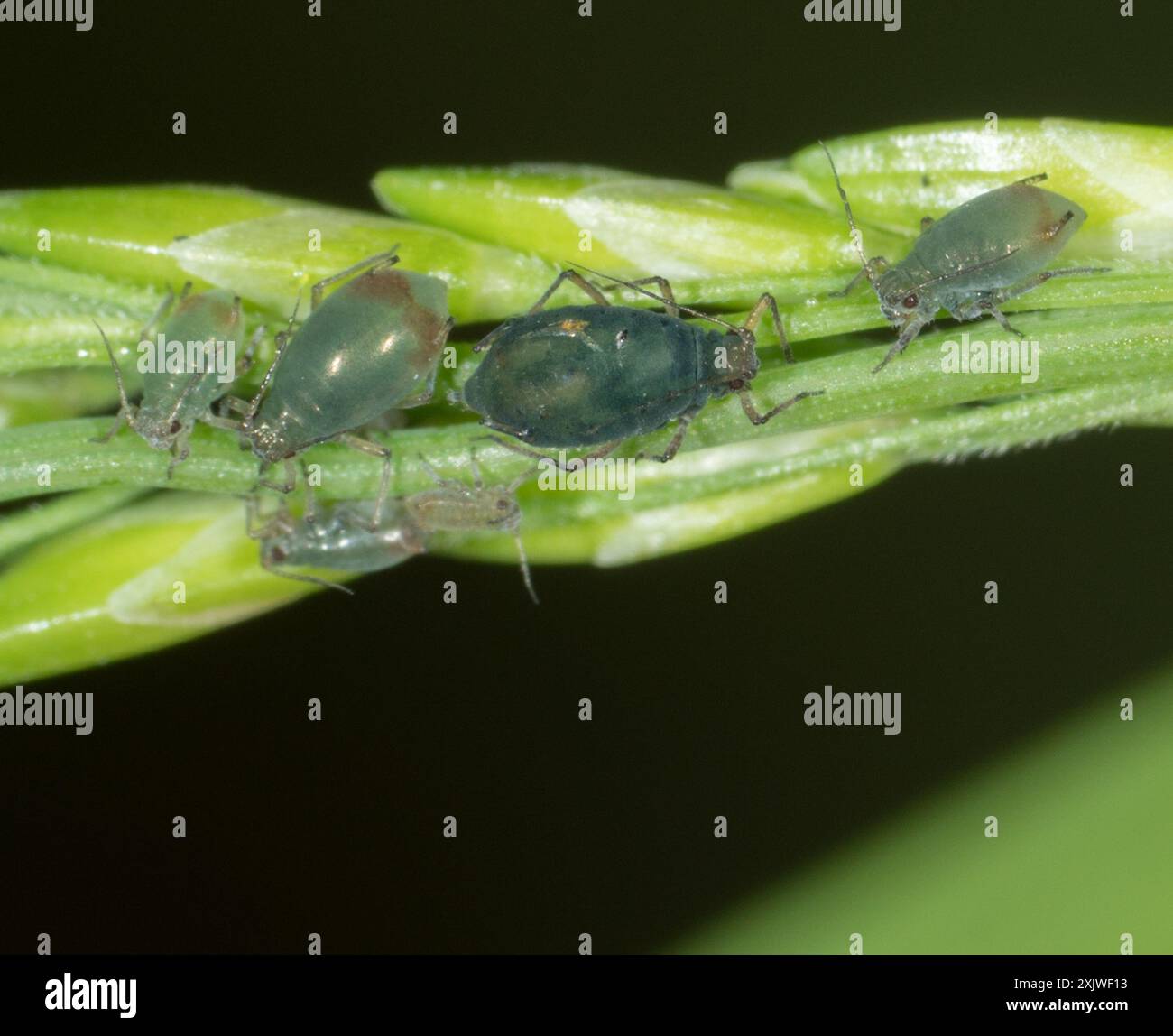 Bird Cherry-oat Aphid (Rhopalosiphum padi) Insecta Stock Photo - Alamy