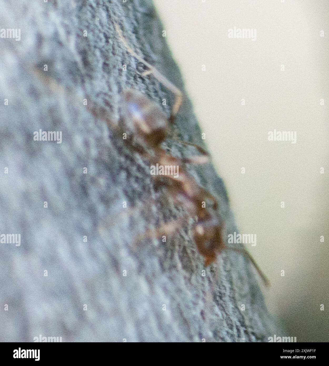 Argentine Ant (Linepithema humile) Insecta Stock Photo - Alamy