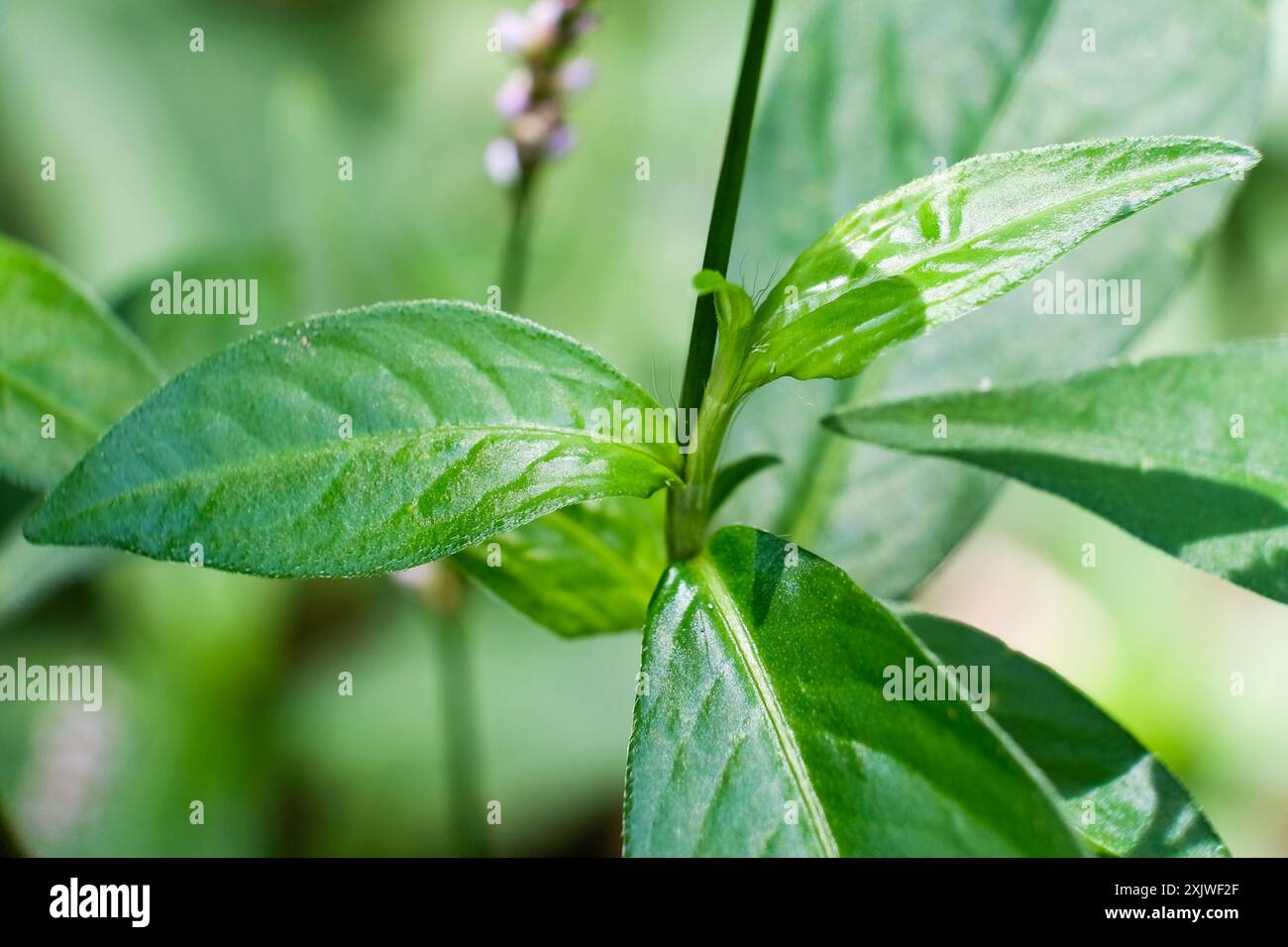 low smartweed (Persicaria longiseta) Plantae Stock Photo - Alamy