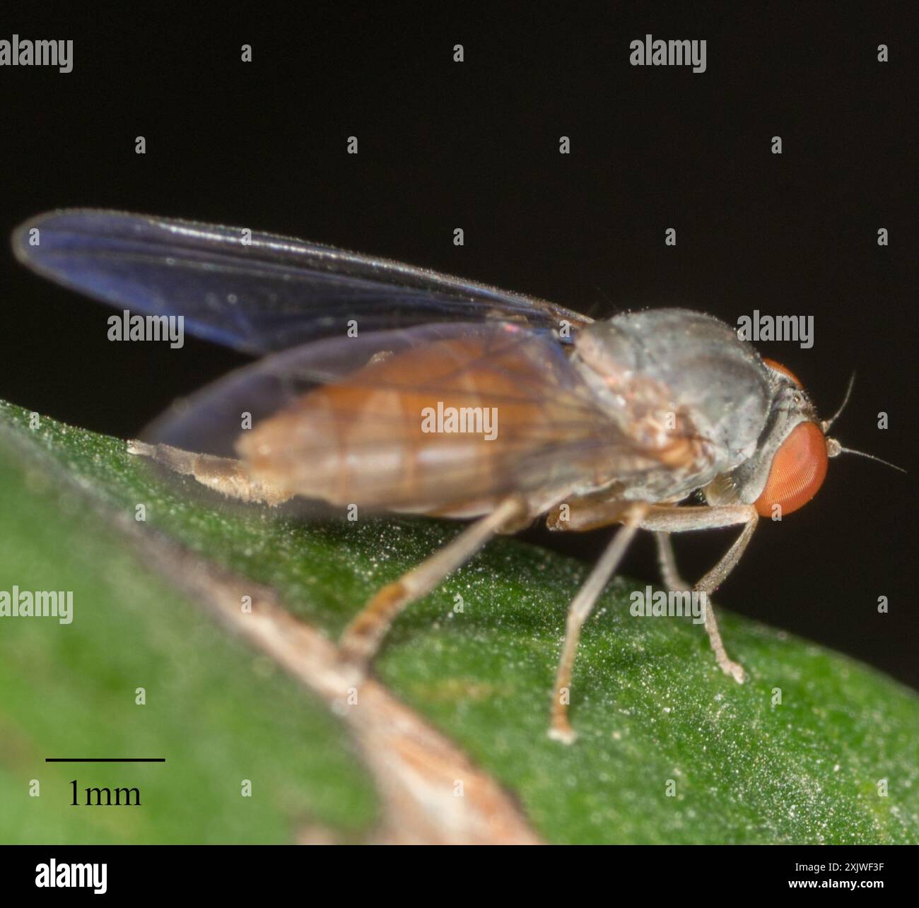 Flat-footed Flies (Platypezidae) Insecta Stock Photo - Alamy