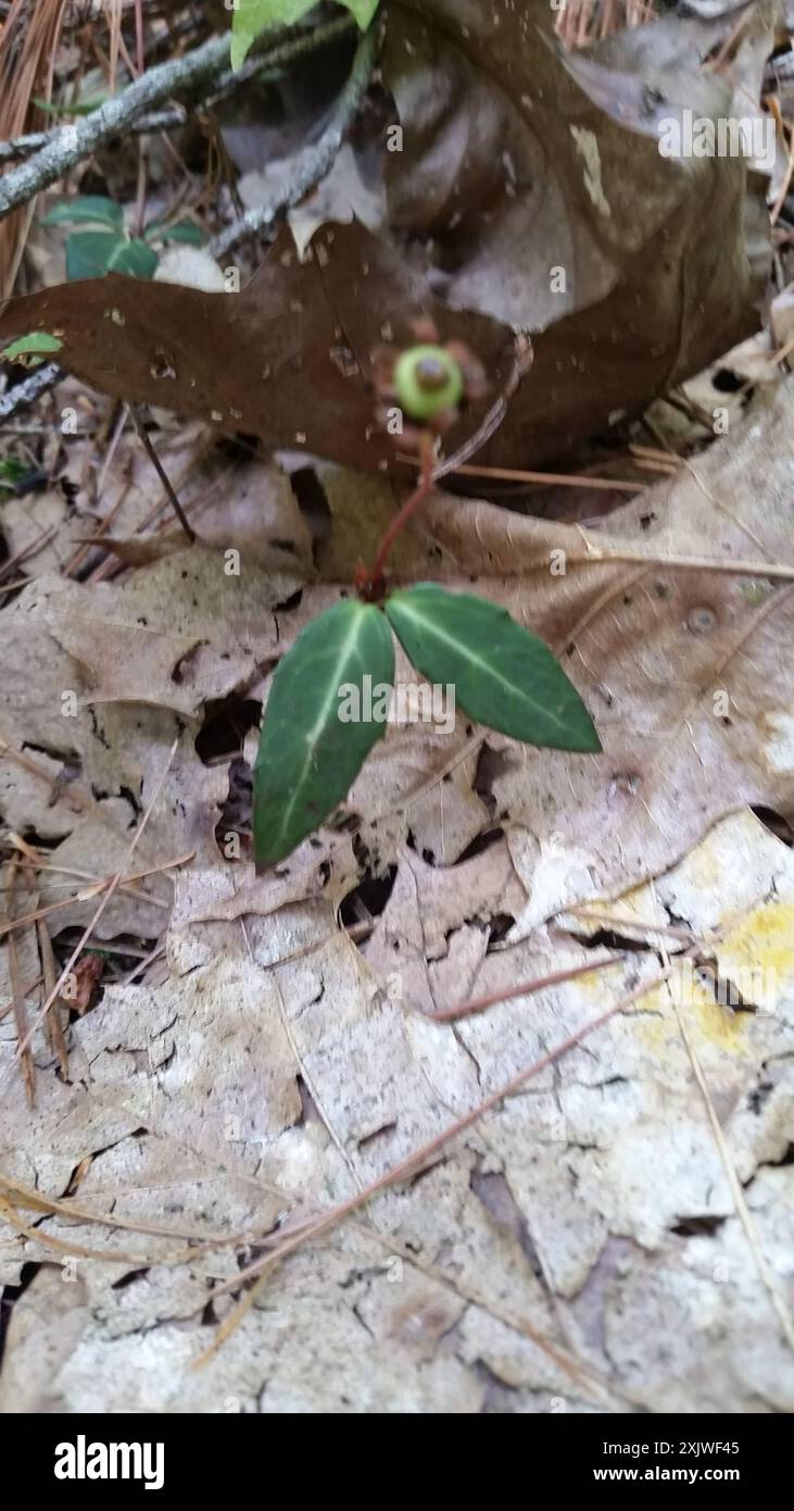 striped wintergreen (Chimaphila maculata) Plantae Stock Photo - Alamy