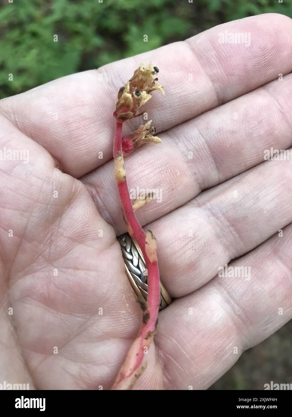 pinesap (Monotropa hypopitys) Plantae Stock Photo - Alamy