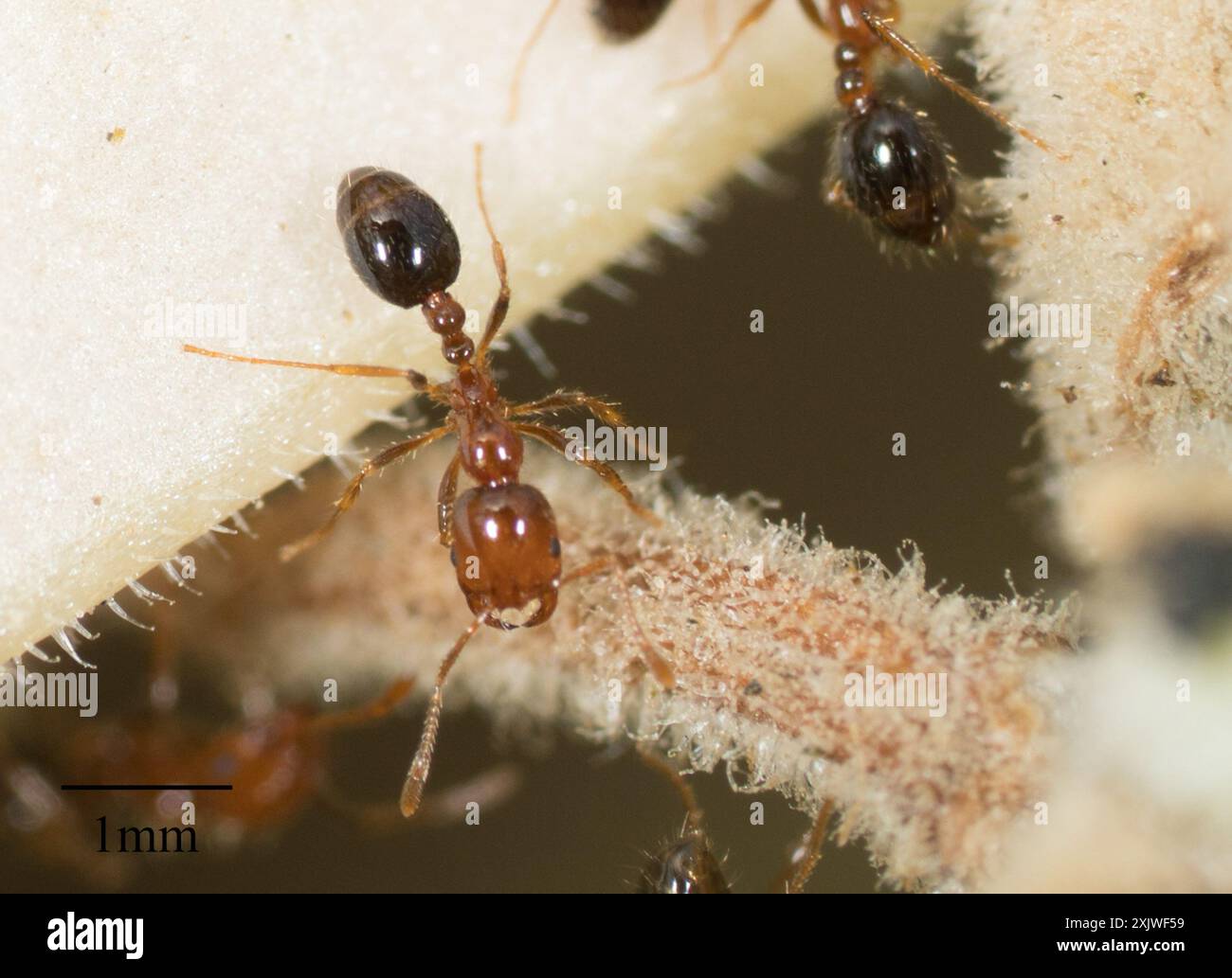 Southern fire ant hi-res stock photography and images - Alamy