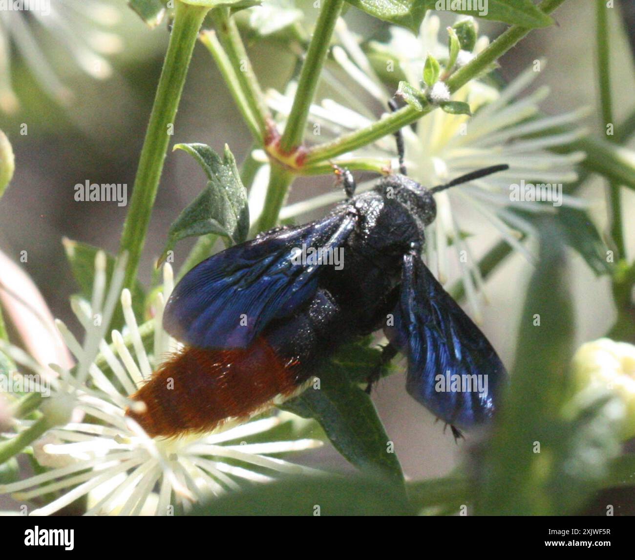 Fire-tailed Scoliid Wasp (Triscolia ardens) Insecta Stock Photo - Alamy