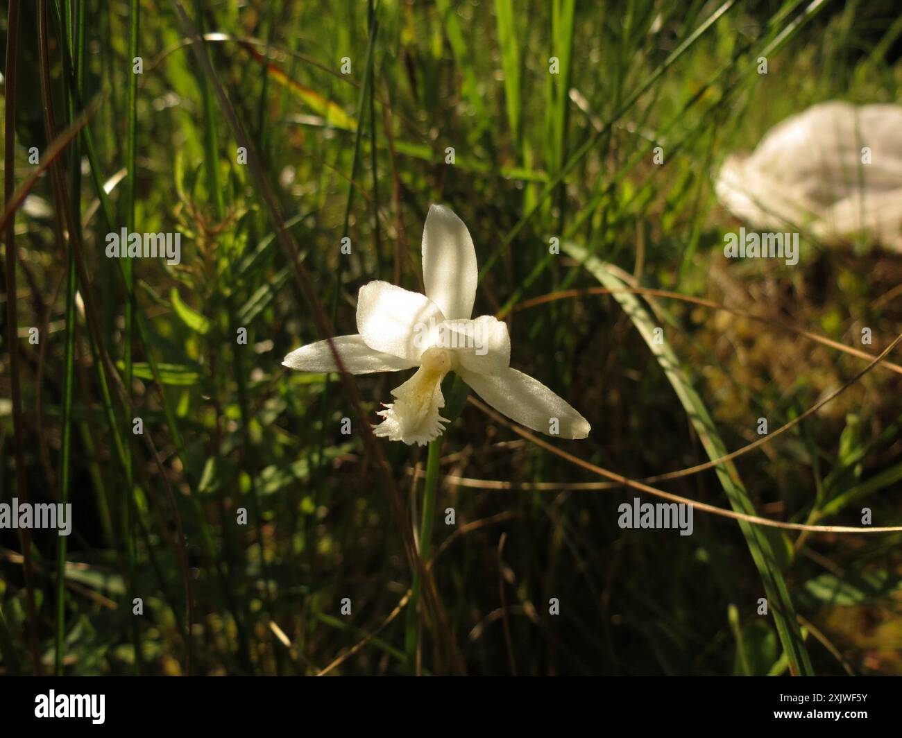 Rose Pogonia (Pogonia ophioglossoides) Plantae Stock Photo - Alamy