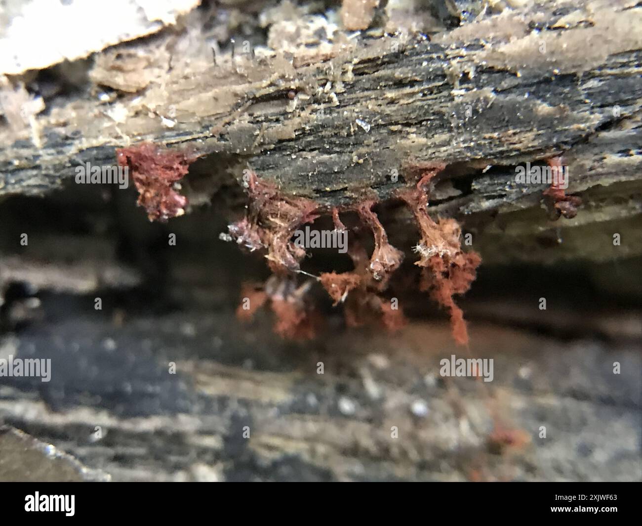Wasp's Nest Slime Mold (Metatrichia vesparia) Protozoa Stock Photo - Alamy