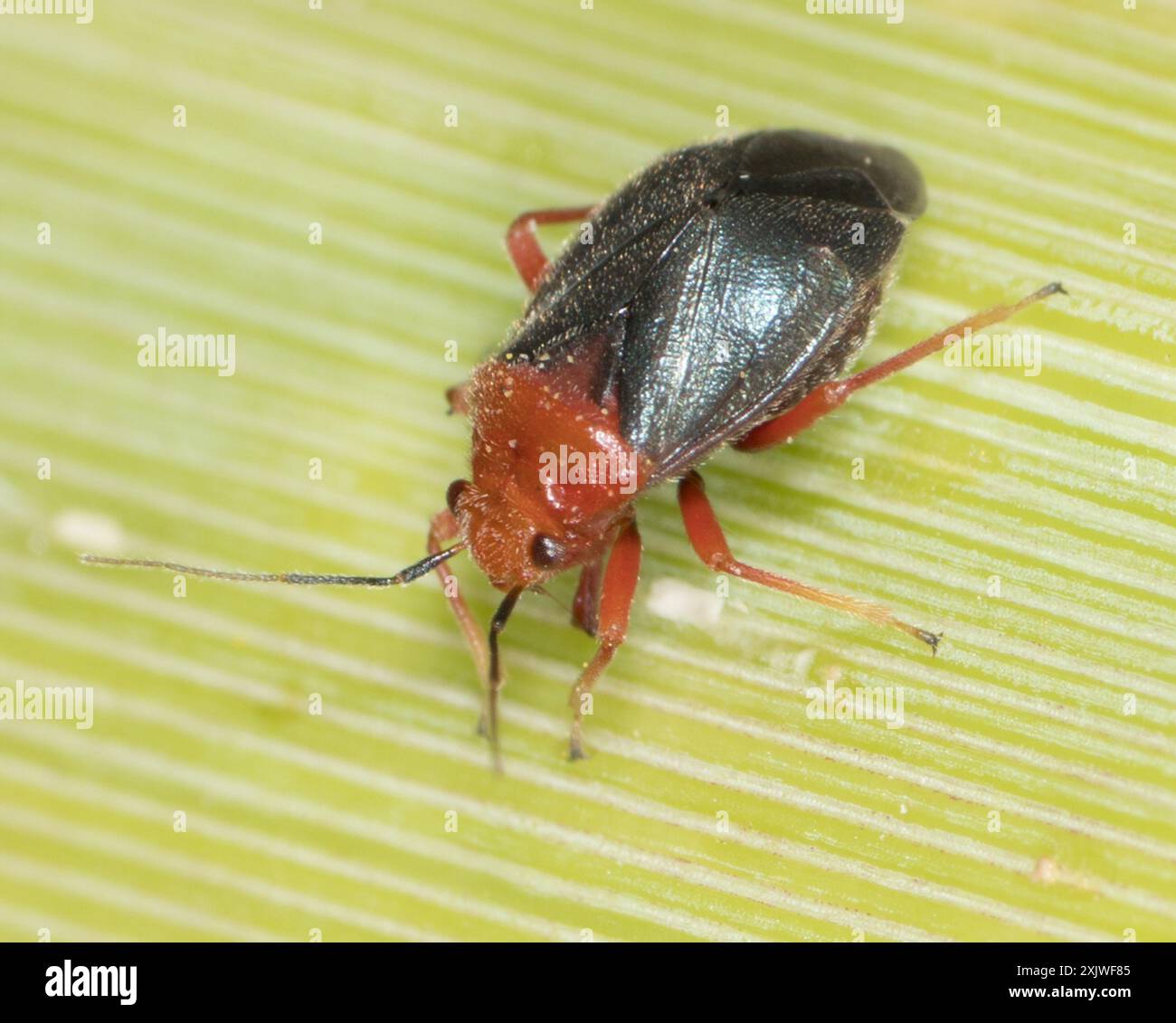 Yucca Plant Bug (Halticotoma valida) Insecta Stock Photo - Alamy