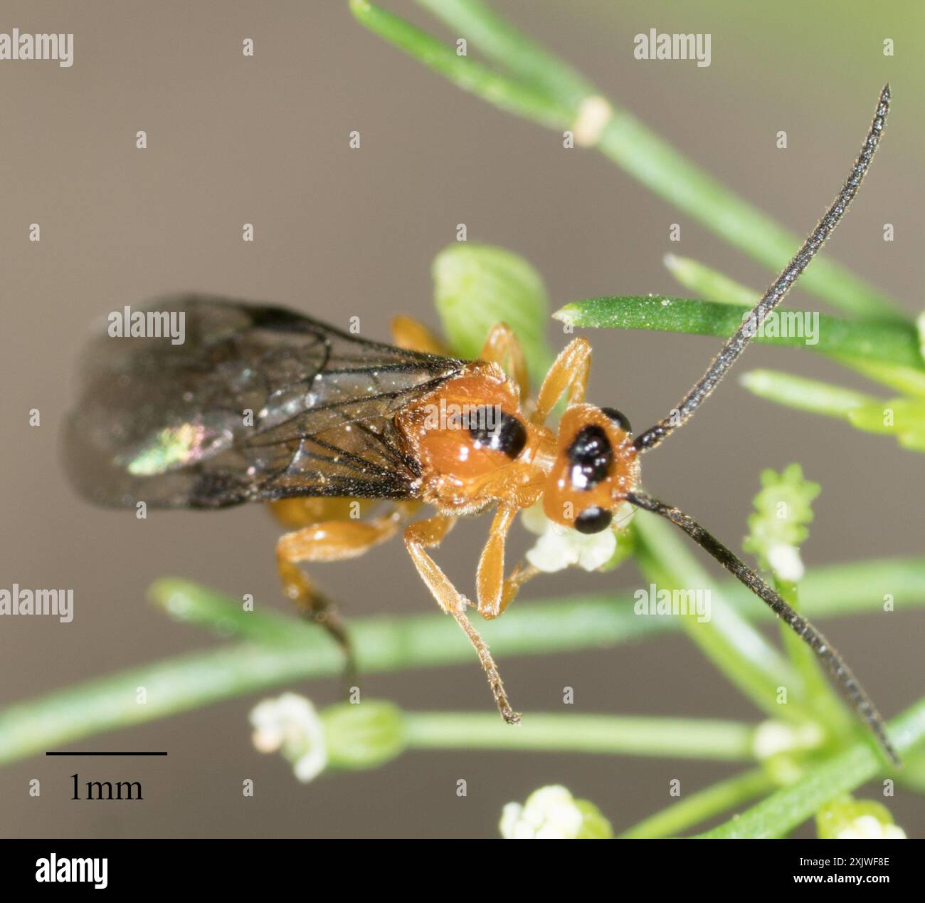 Braconid Wasps (Braconidae) Insecta Stock Photo - Alamy