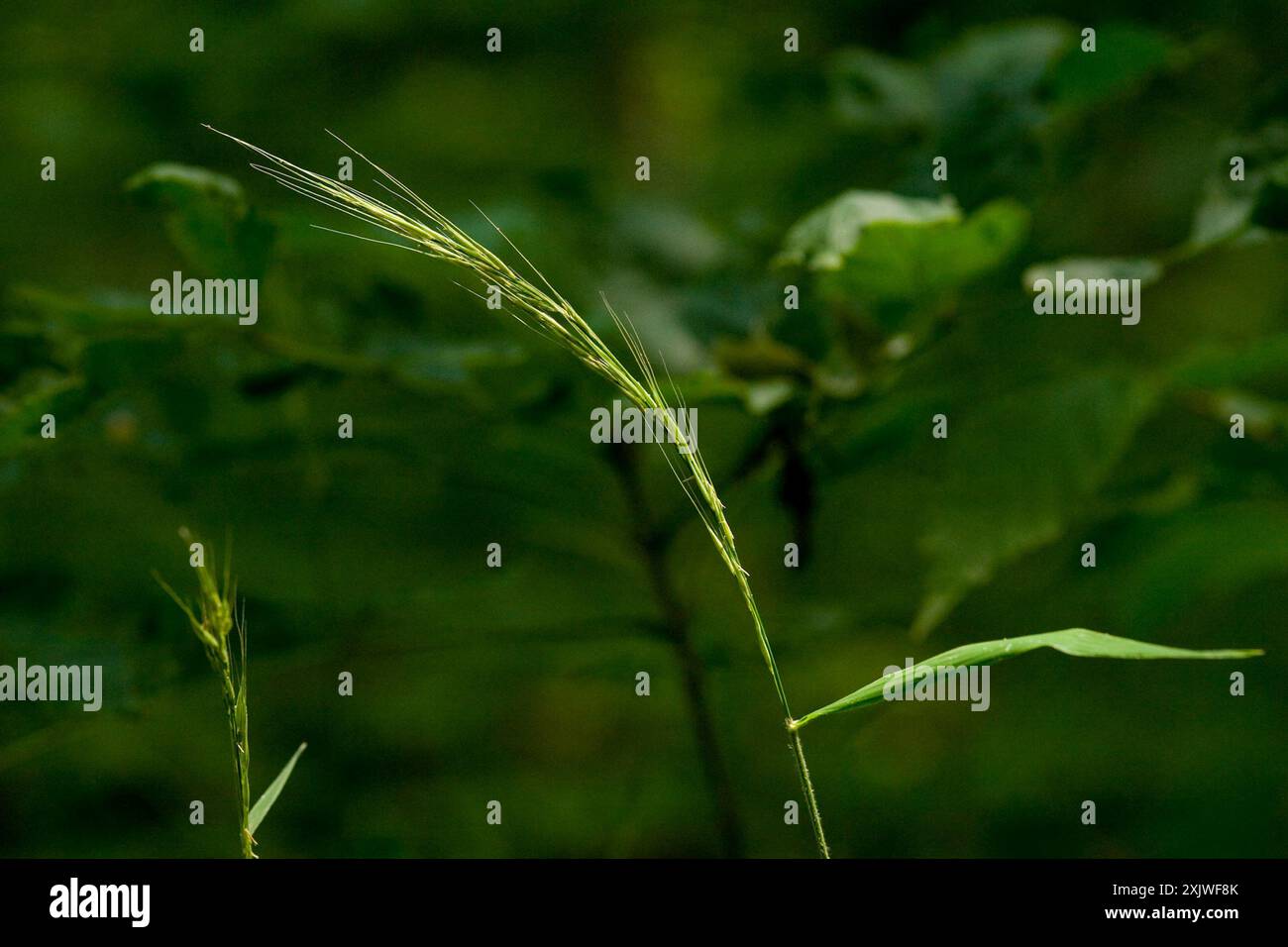 Long-awned Wood Grass (Brachyelytrum erectum) Plantae Stock Photo - Alamy