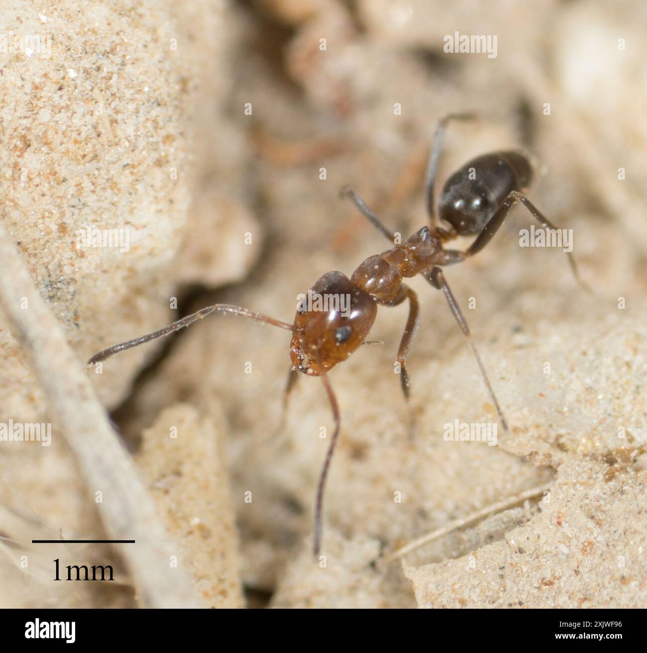 Pyramid Ants (Dorymyrmex) Insecta Stock Photo - Alamy