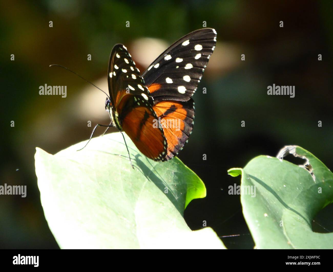 Tithorea tarricina hi-res stock photography and images - Alamy