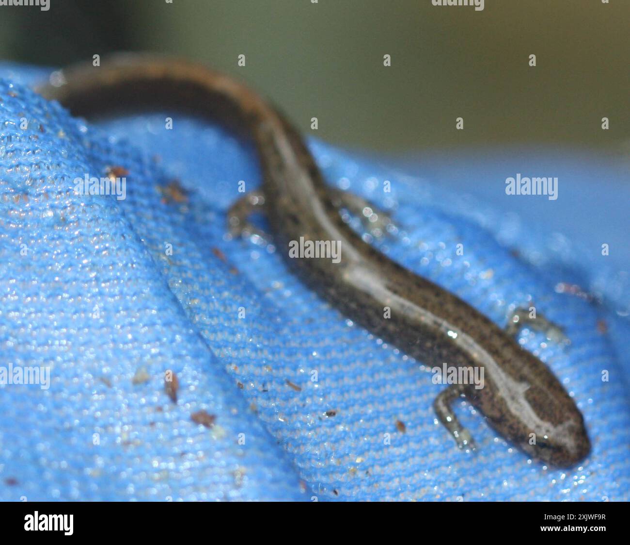 Northern Two-lined Salamander (Eurycea bislineata) Amphibia Stock Photo ...