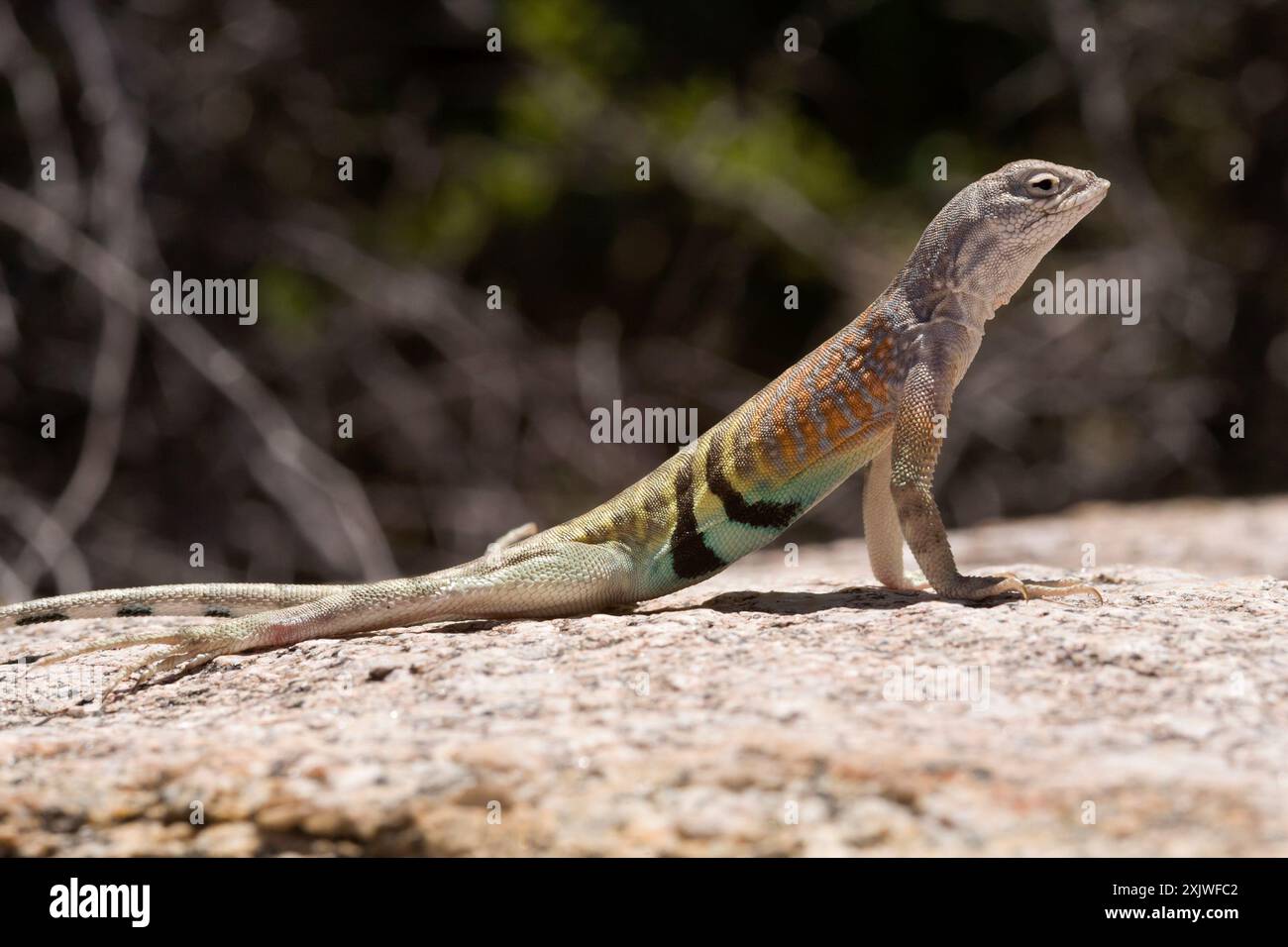 Greater Earless Lizard (Cophosaurus texanus) Reptilia Stock Photo - Alamy