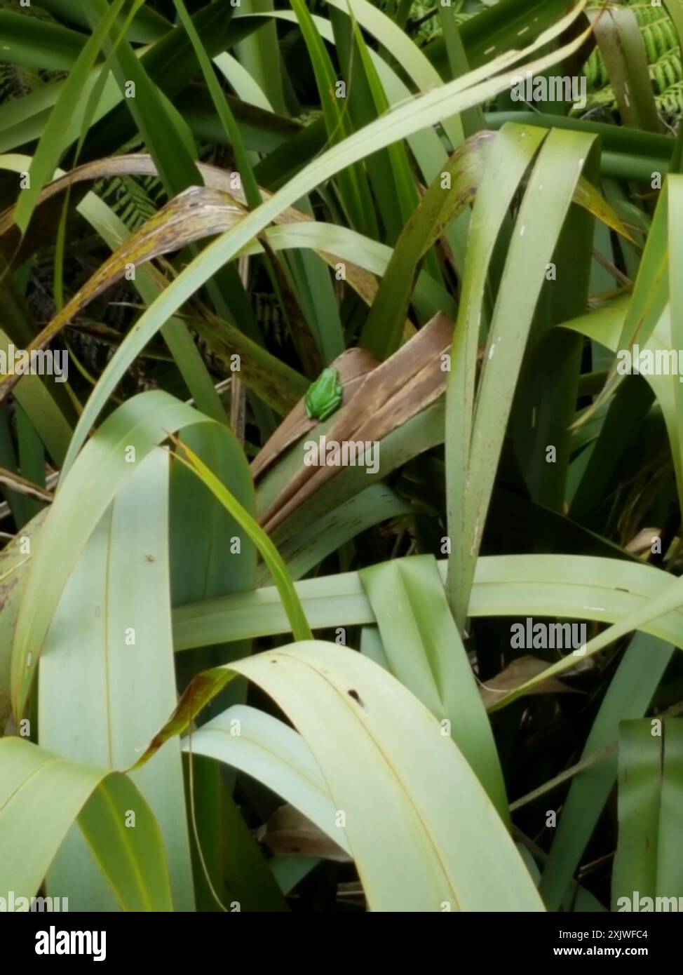 Green-and-Golden Bell Frog (Ranoidea aurea) Amphibia Stock Photo - Alamy