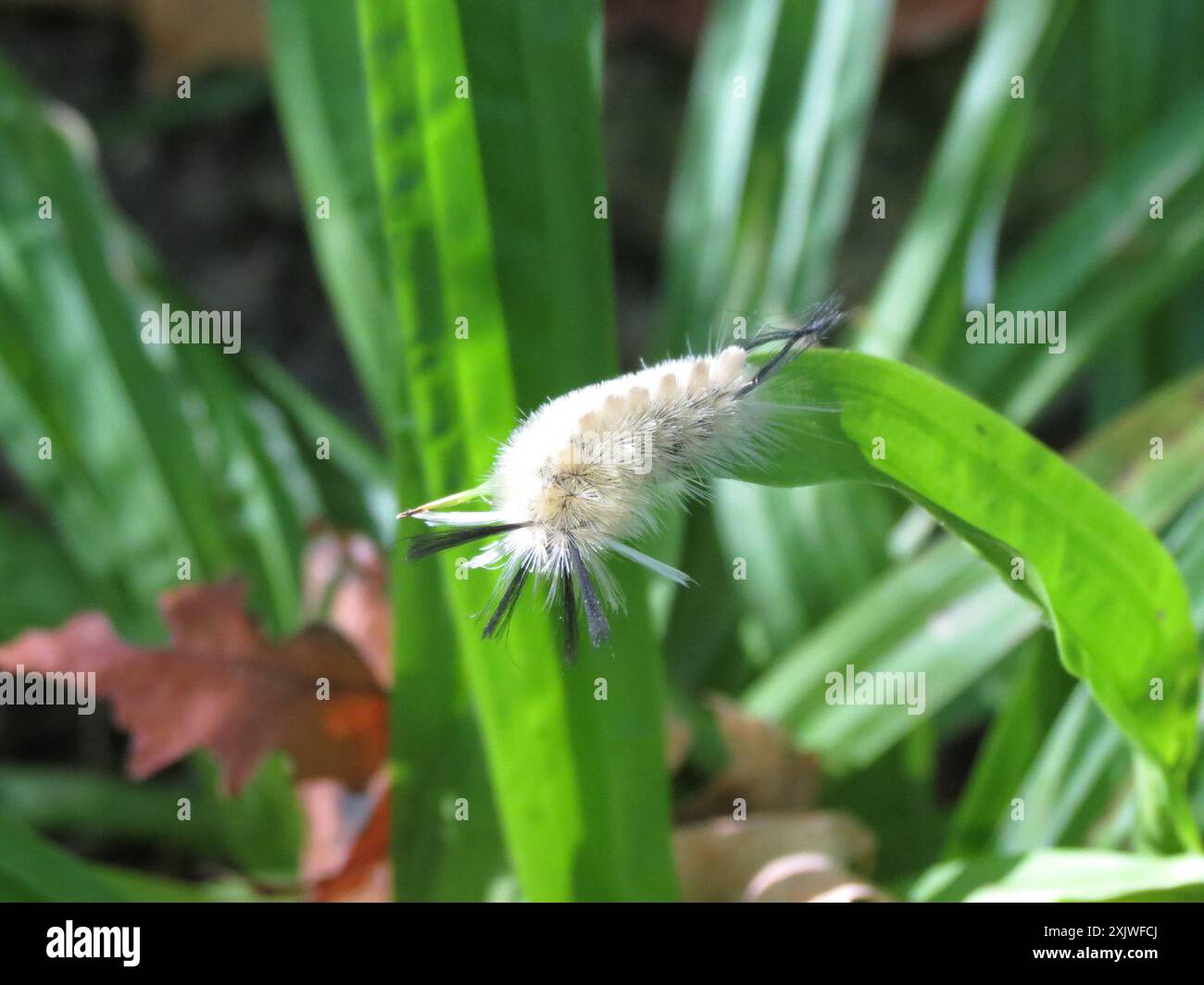 Banded Tussock Moth (Halysidota tessellaris) Insecta Stock Photo - Alamy