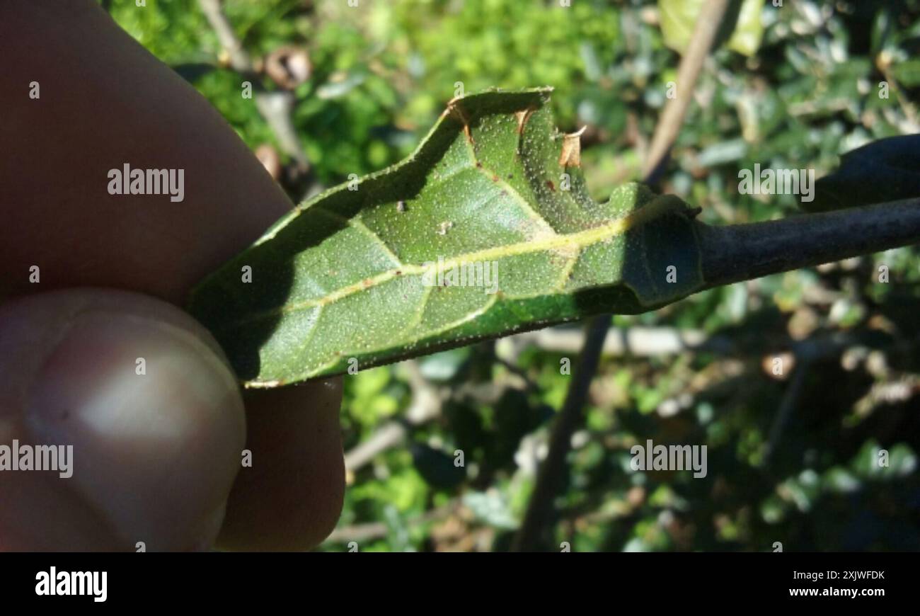 California Live Oak (Quercus agrifolia agrifolia) Plantae Stock Photo ...