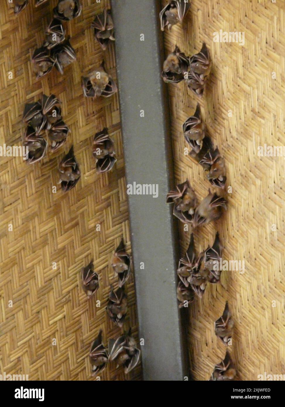 Lesser Short-nosed Fruit Bat (Cynopterus brachyotis) Mammalia Stock ...