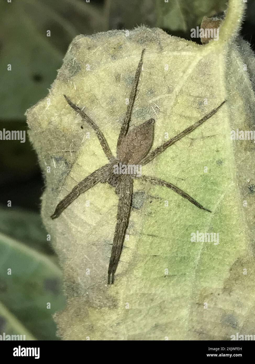 American Nursery Web Spider (Pisaurina mira) Arachnida Stock Photo - Alamy