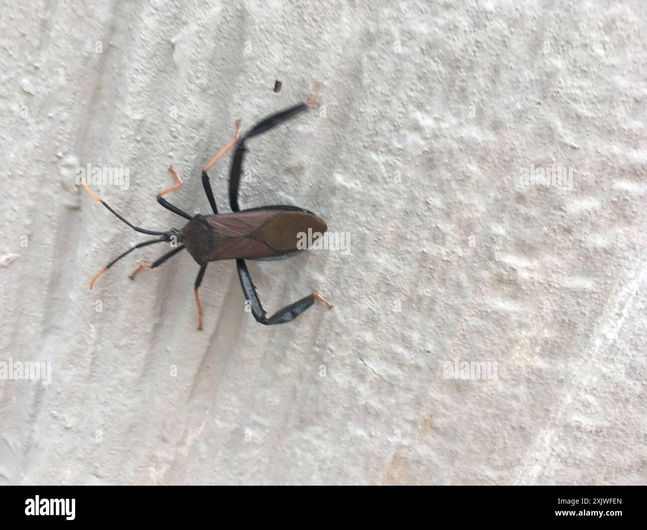 Giant Agave Bug (Acanthocephala thomasi) Insecta Stock Photo - Alamy