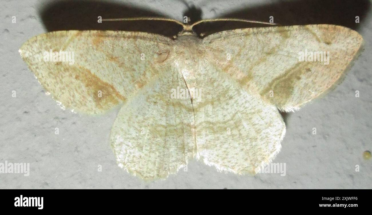 Geometer Moths (Geometridae) Insecta Stock Photo - Alamy
