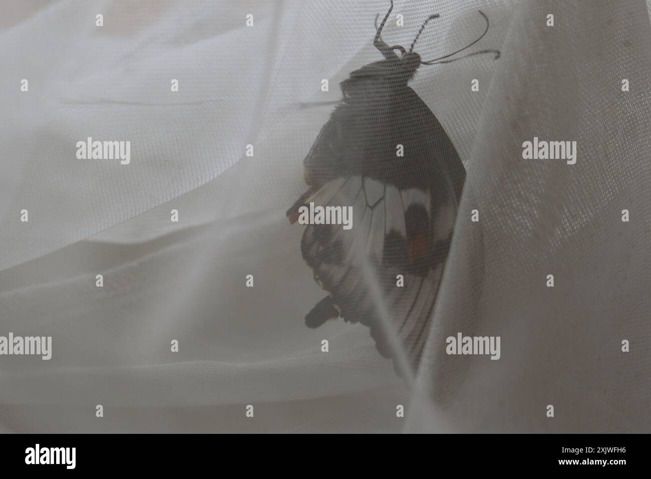 Orchard Swallowtail (Papilio aegeus) Insecta Stock Photo - Alamy