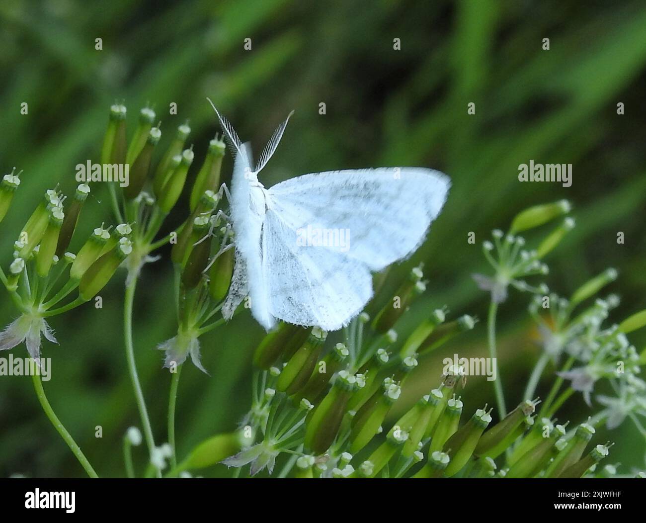 Common White Wave (Cabera pusaria) Insecta Stock Photo - Alamy
